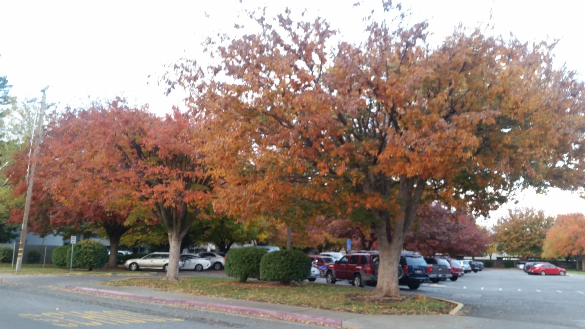 BUTTE COUNTY LIBRARY, CHICO BRANCH - Chico CA - Hours, Directions ...