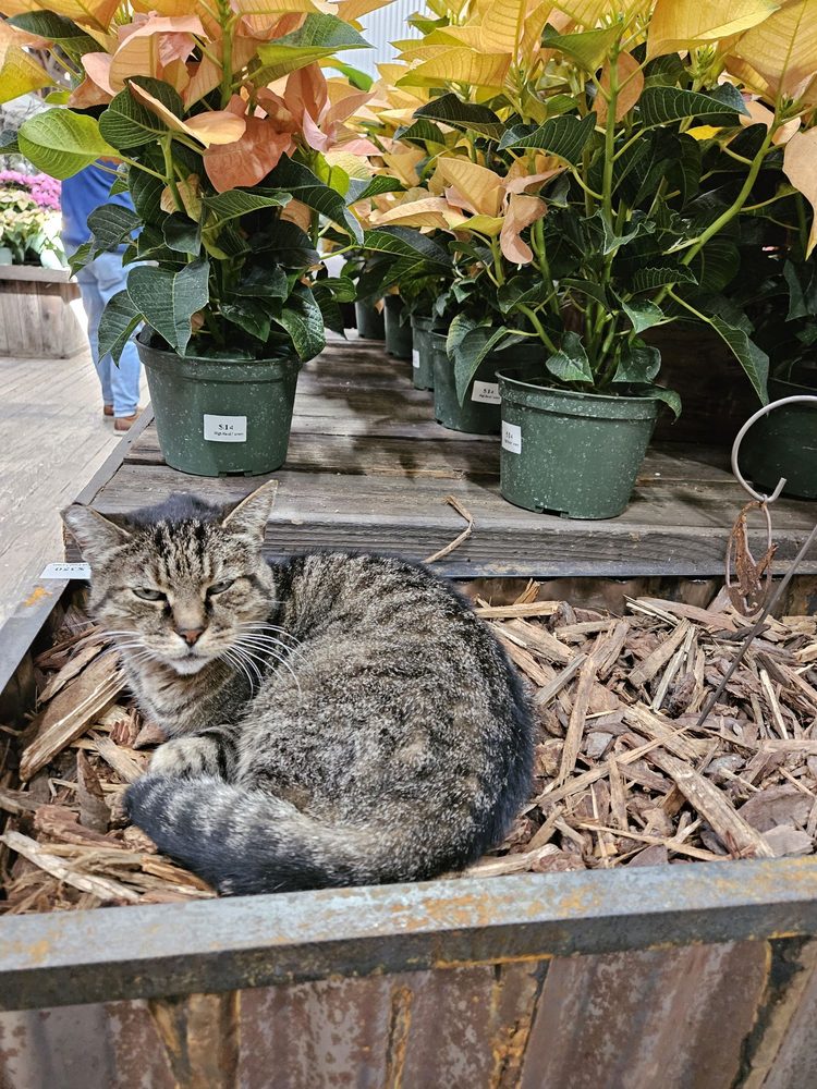 HIGH-HAND NURSERY - Loomis CA - Hours, Directions, Reviews - Loc8NearMe