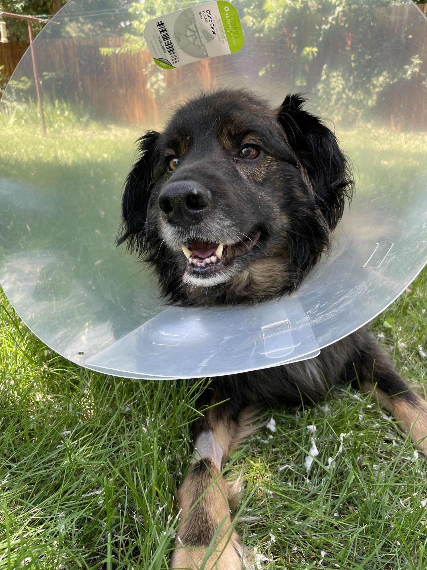 WHEAT RIDGE ANIMAL HOSPITAL - Wheat Ridge CO - Hours, Directions ...