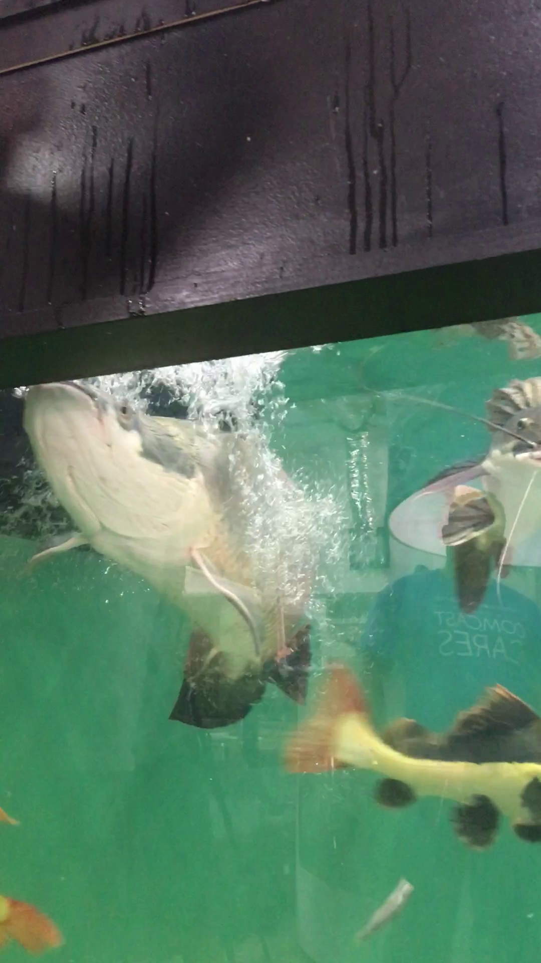 PREDATORY FINS - Boca Raton FL - Hours, Directions, Reviews - Loc8NearMe