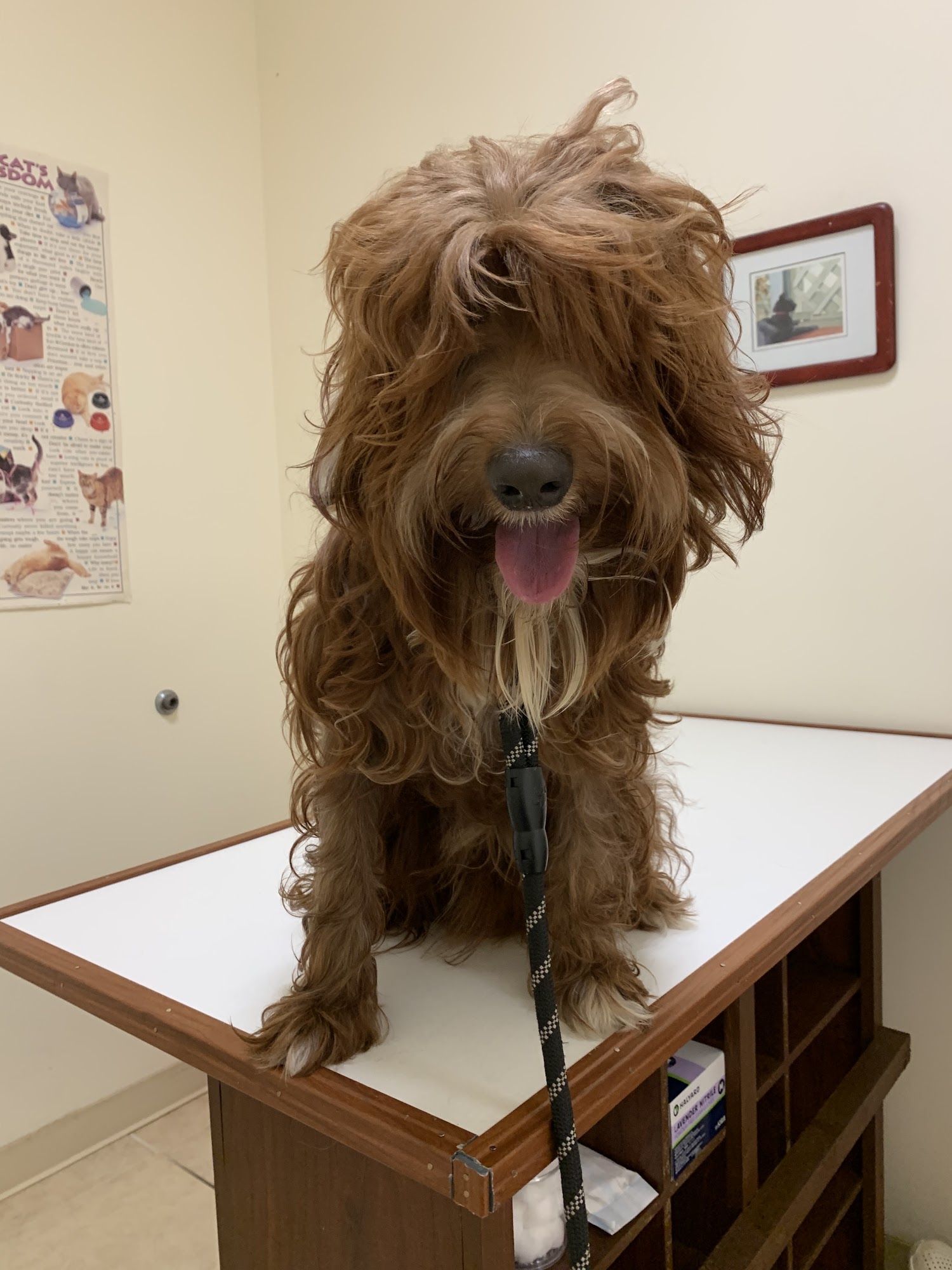 PAWS2HEALTH LLC - West Palm Beach FL - Hours, Directions, Reviews ...