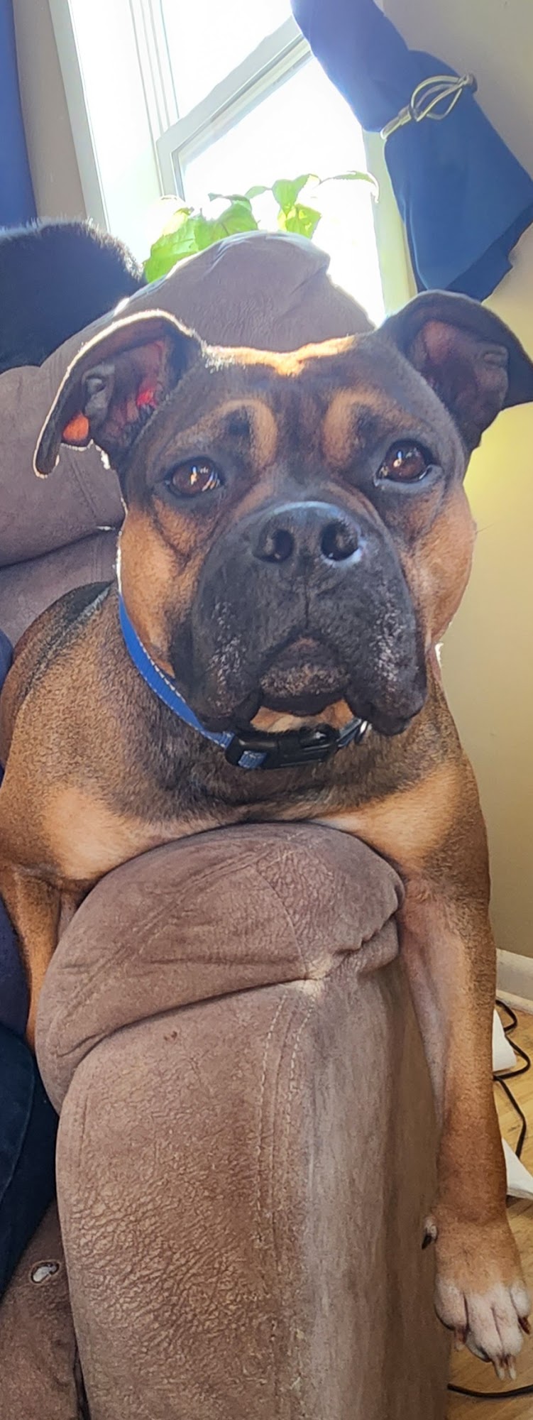 ANIMAL PROTECTIVE LEAGUE - Springfield IL - Hours, Directions, Reviews ...