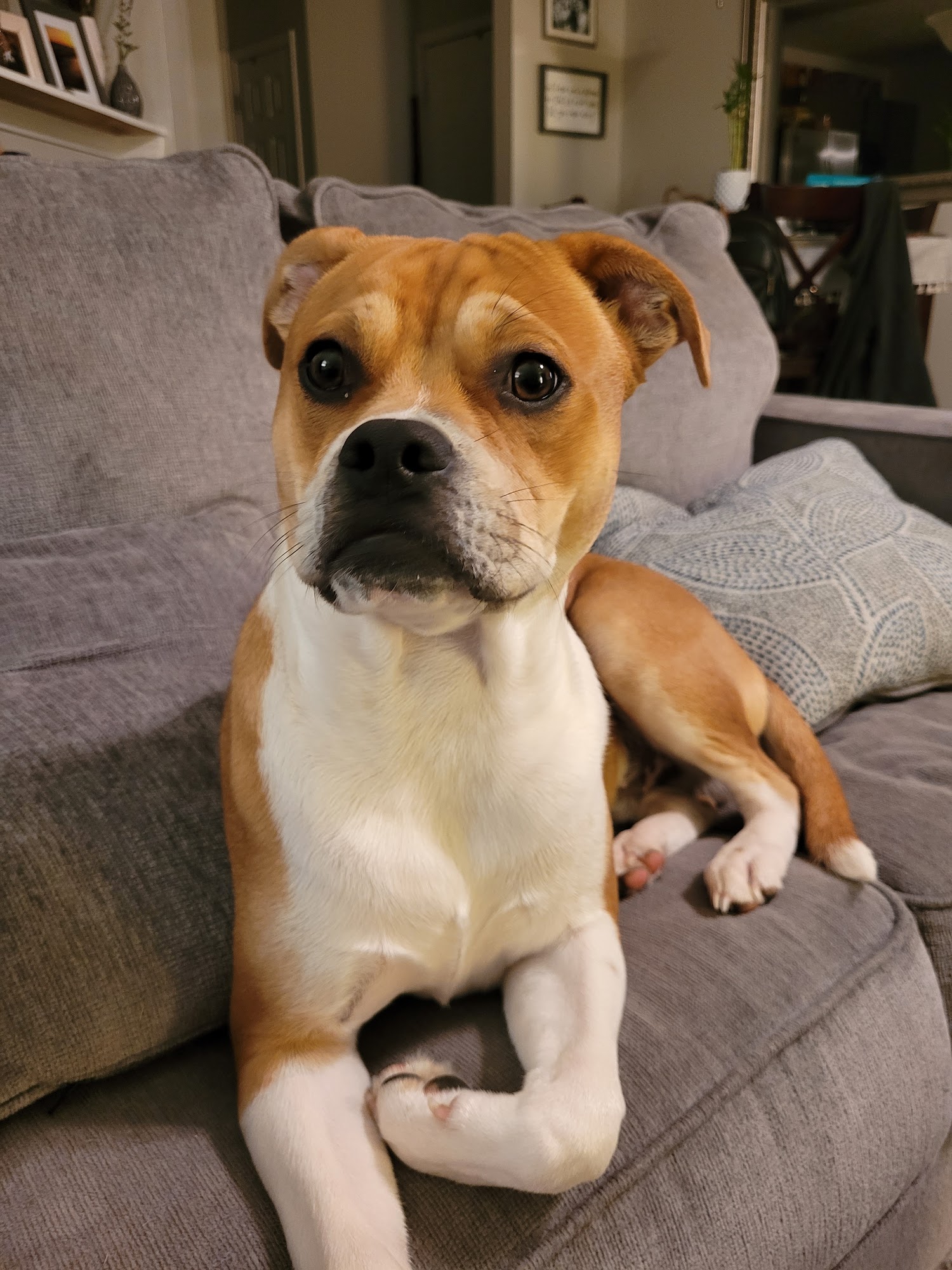 INDYHUMANE DOWNTOWN CLINIC - Indianapolis IN - Hours, Directions, Reviews - Loc8NearMe