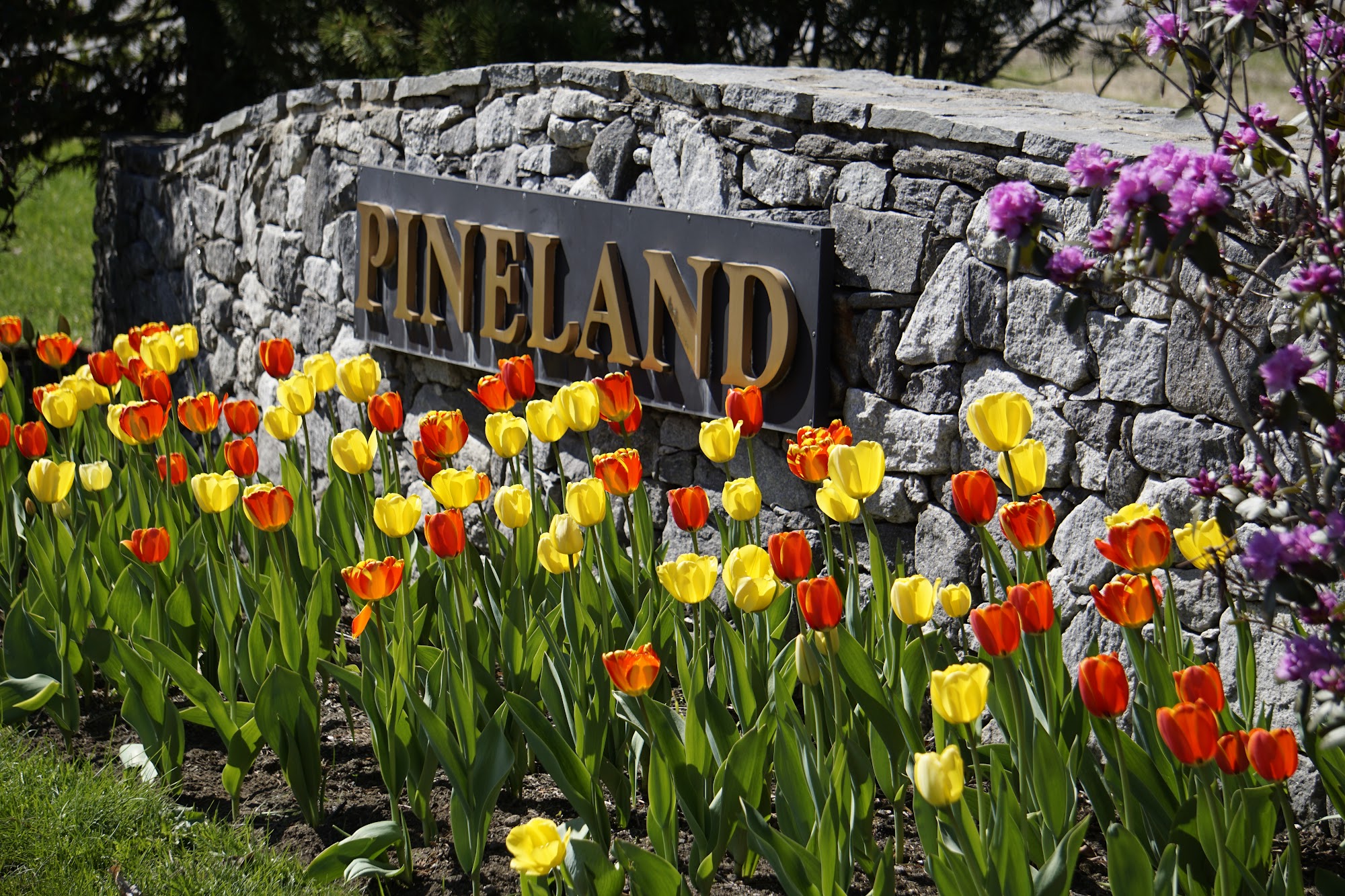 PINELAND FARMS - New Gloucester ME - Hours, Directions, Reviews ...