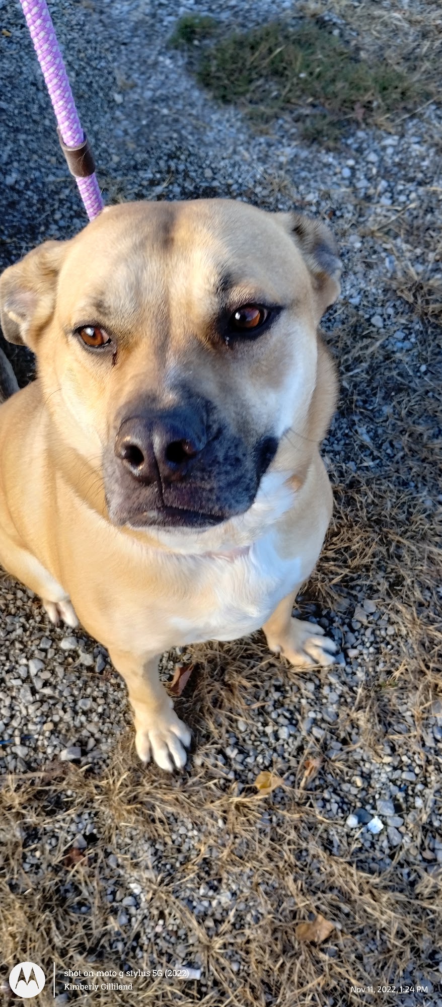 UPPER PENINSULA ANIMAL WELFARE SHELTER - Gwinn MI - Hours, Directions ...