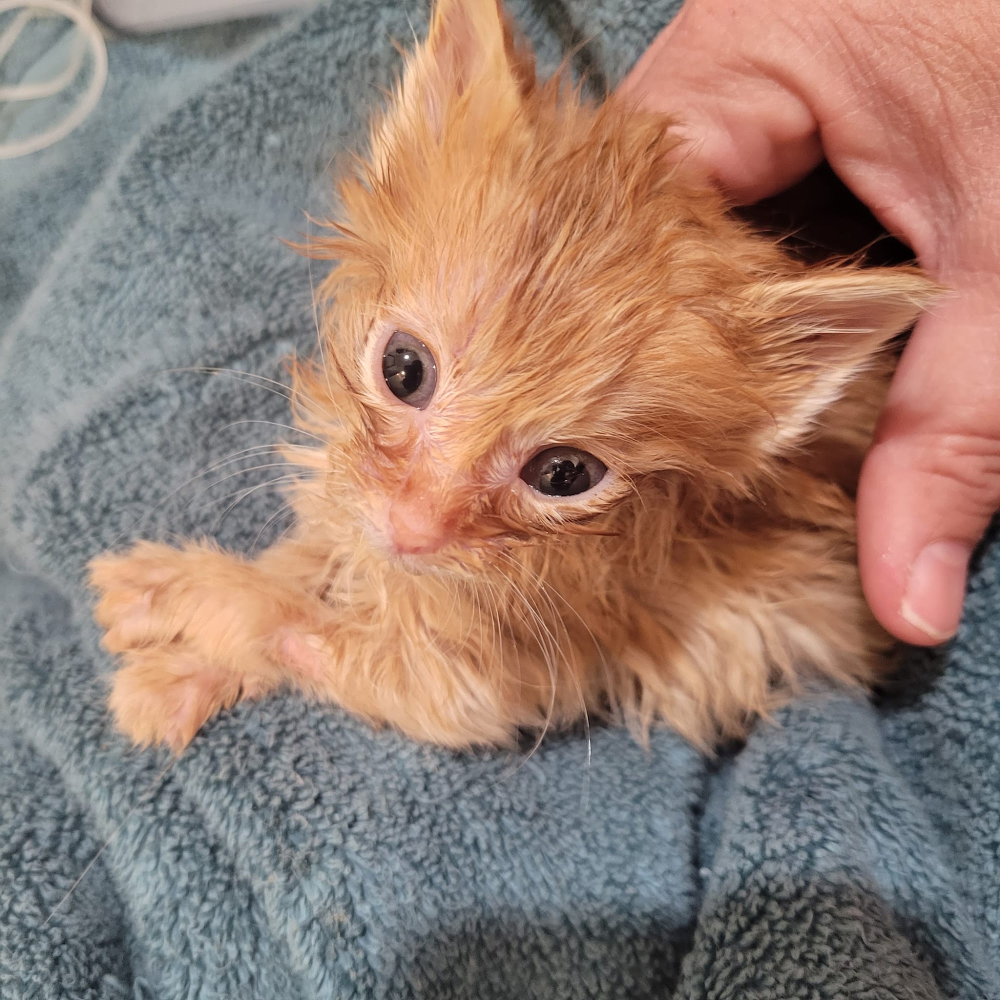 CAMP COMPANION - Rochester MN - Hours, Directions, Reviews - Loc8NearMe