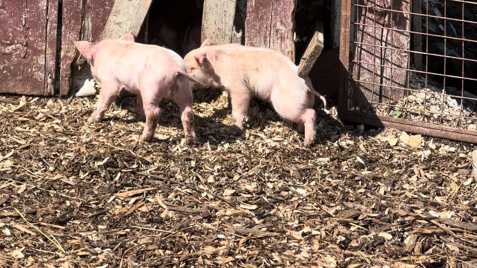 LESTER'S FARM CHALET - St. John's NL - Hours, Directions, Reviews ...