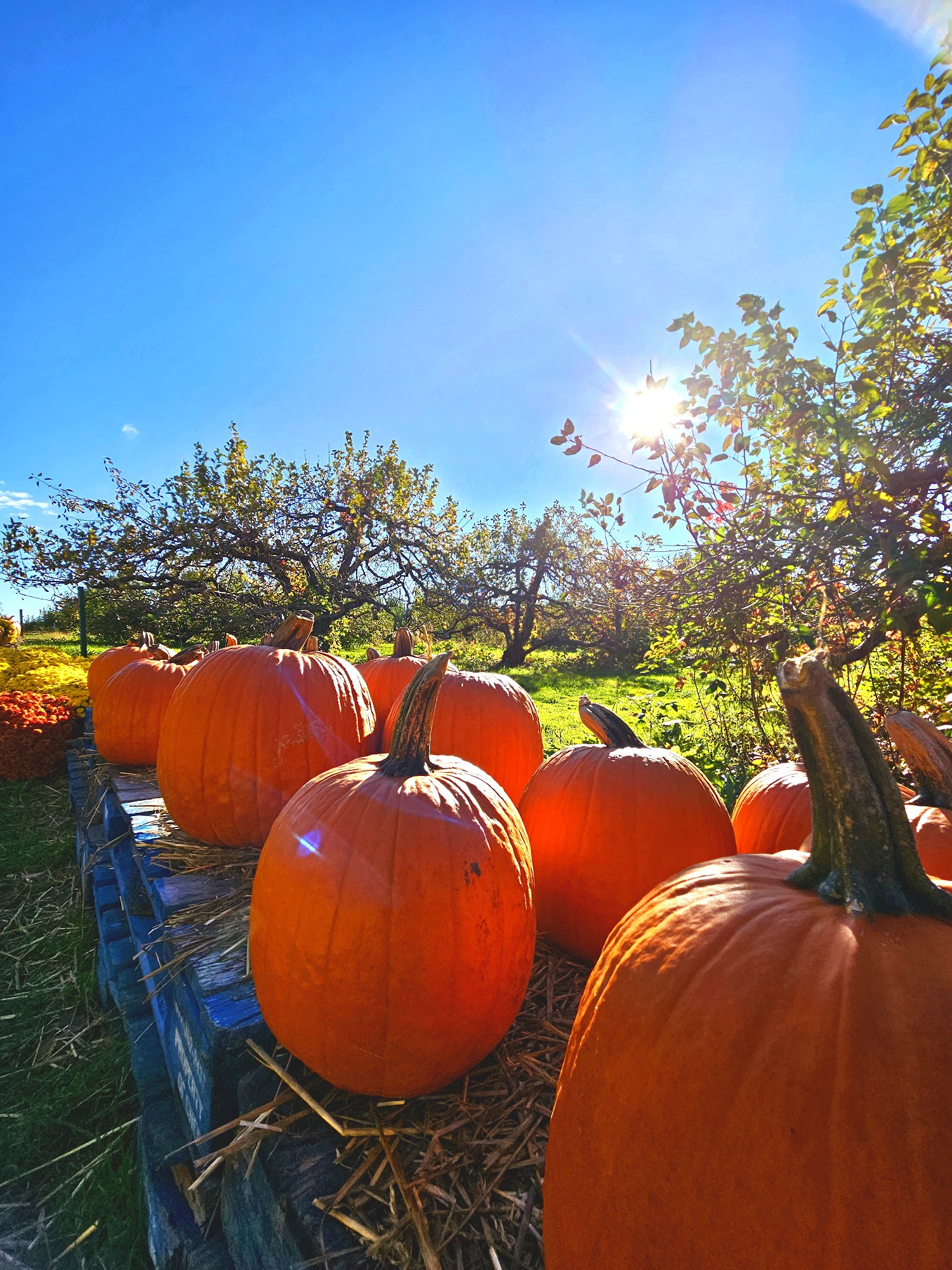 STYER ORCHARD INC. - Langhorne PA - Hours, Directions, Reviews - Loc8NearMe