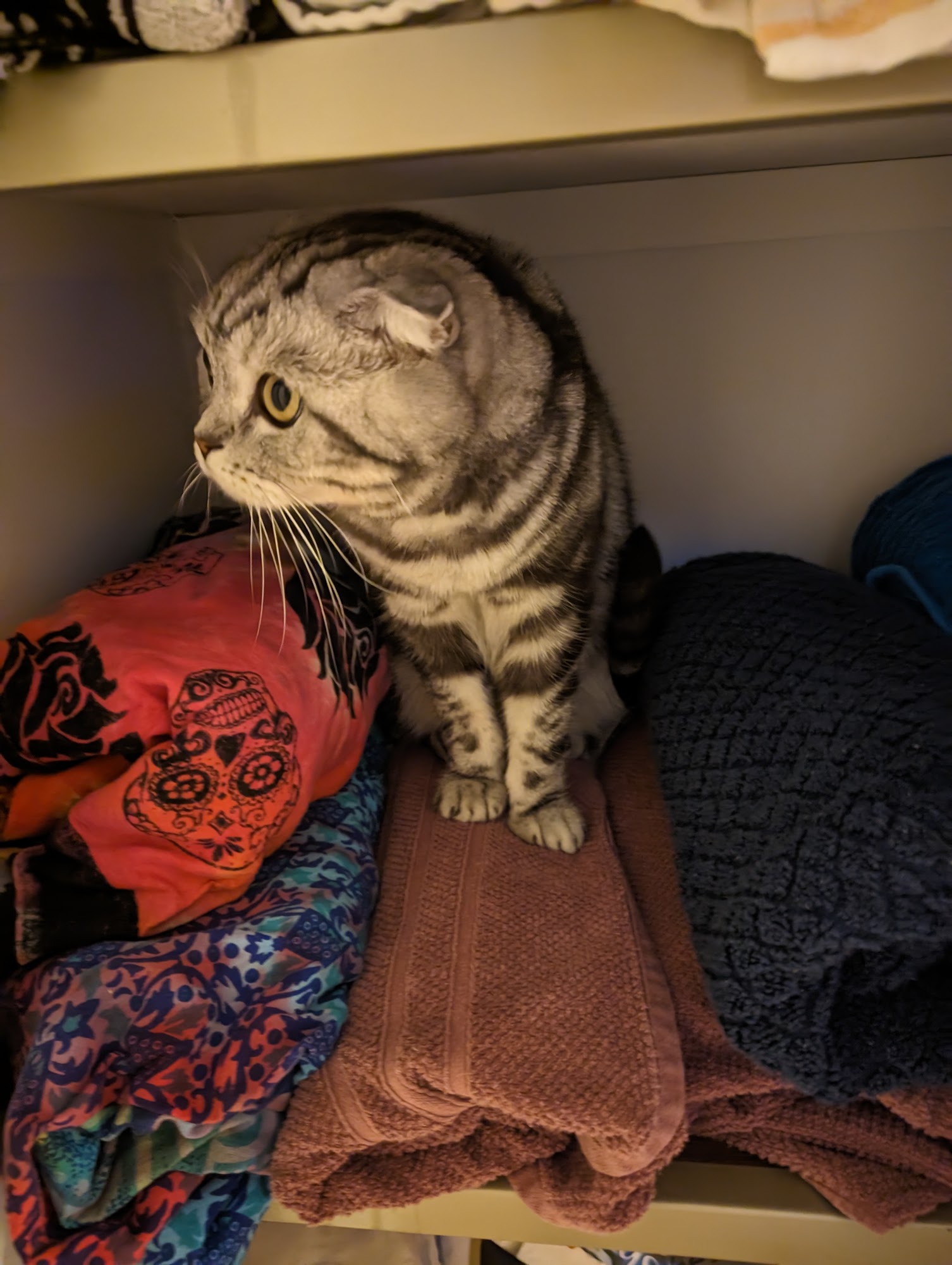 PROANIMA - Boucherville QC - Hours, Directions, Reviews - Loc8NearMe