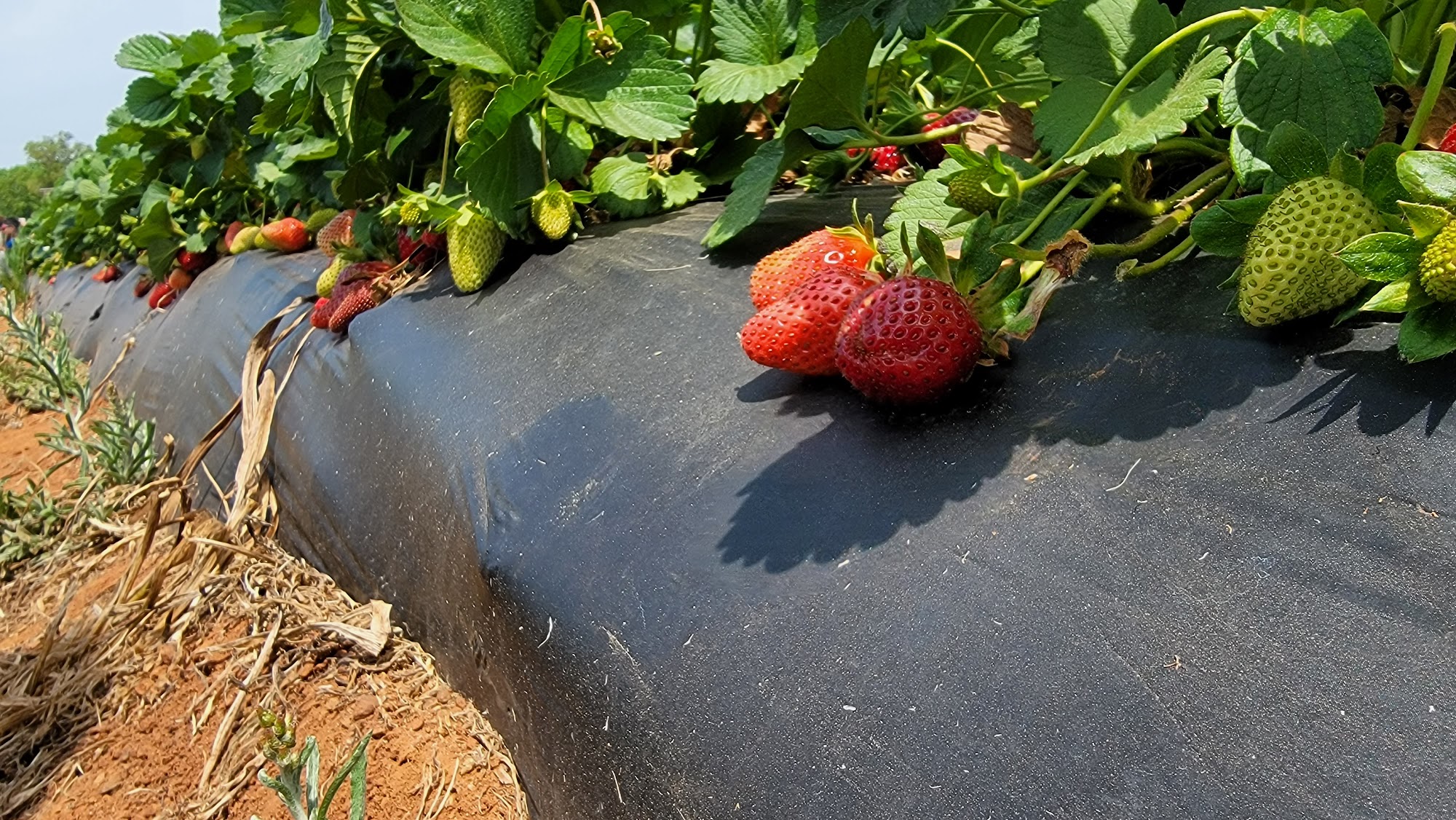 HALL FAMILY FARM - 445 W Rebound Rd, Lancaster SC 29720 - Loc8NearMe