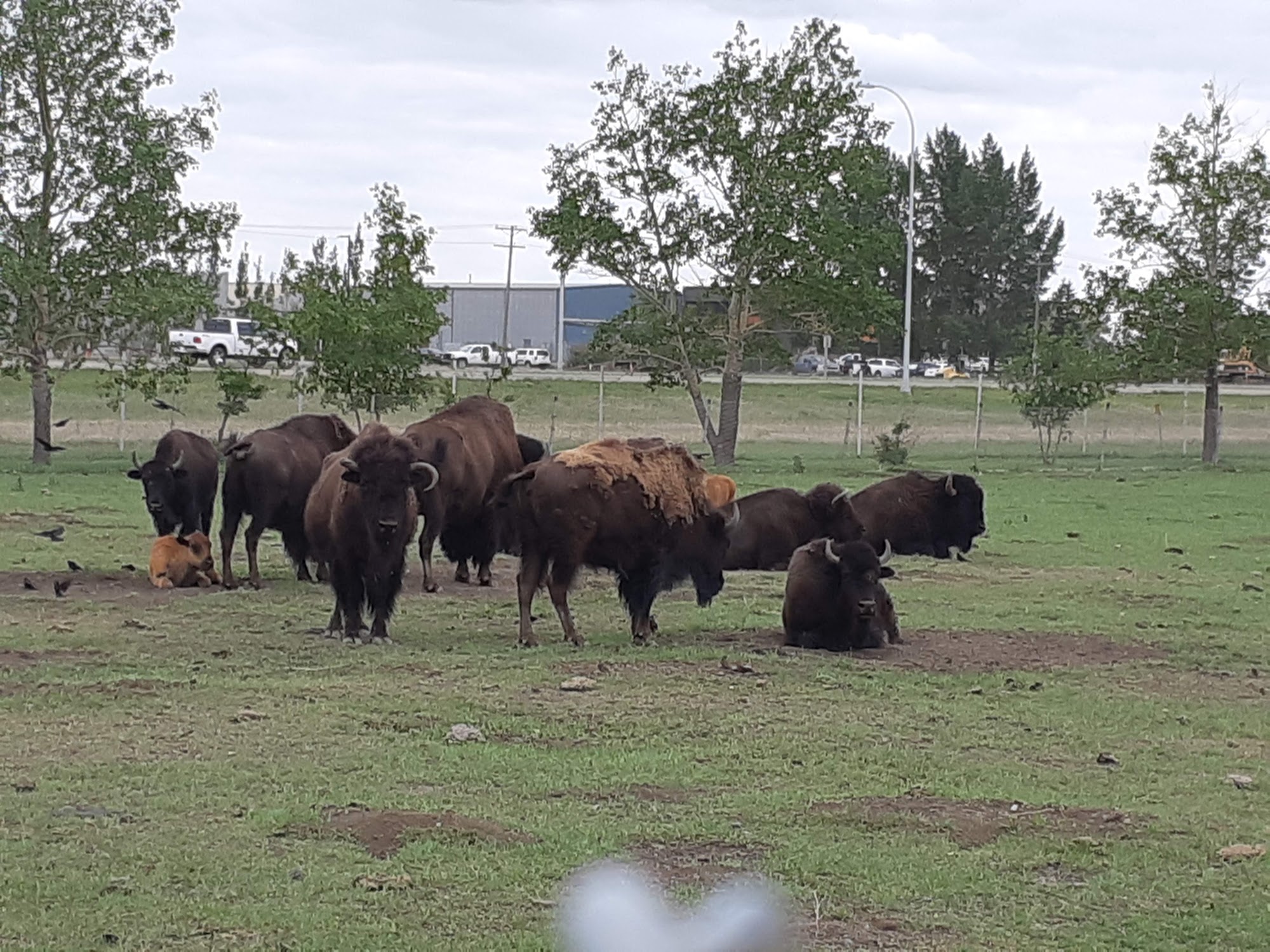 TURVEY CENTRE - Regina SK - Hours, Directions, Reviews - Loc8NearMe