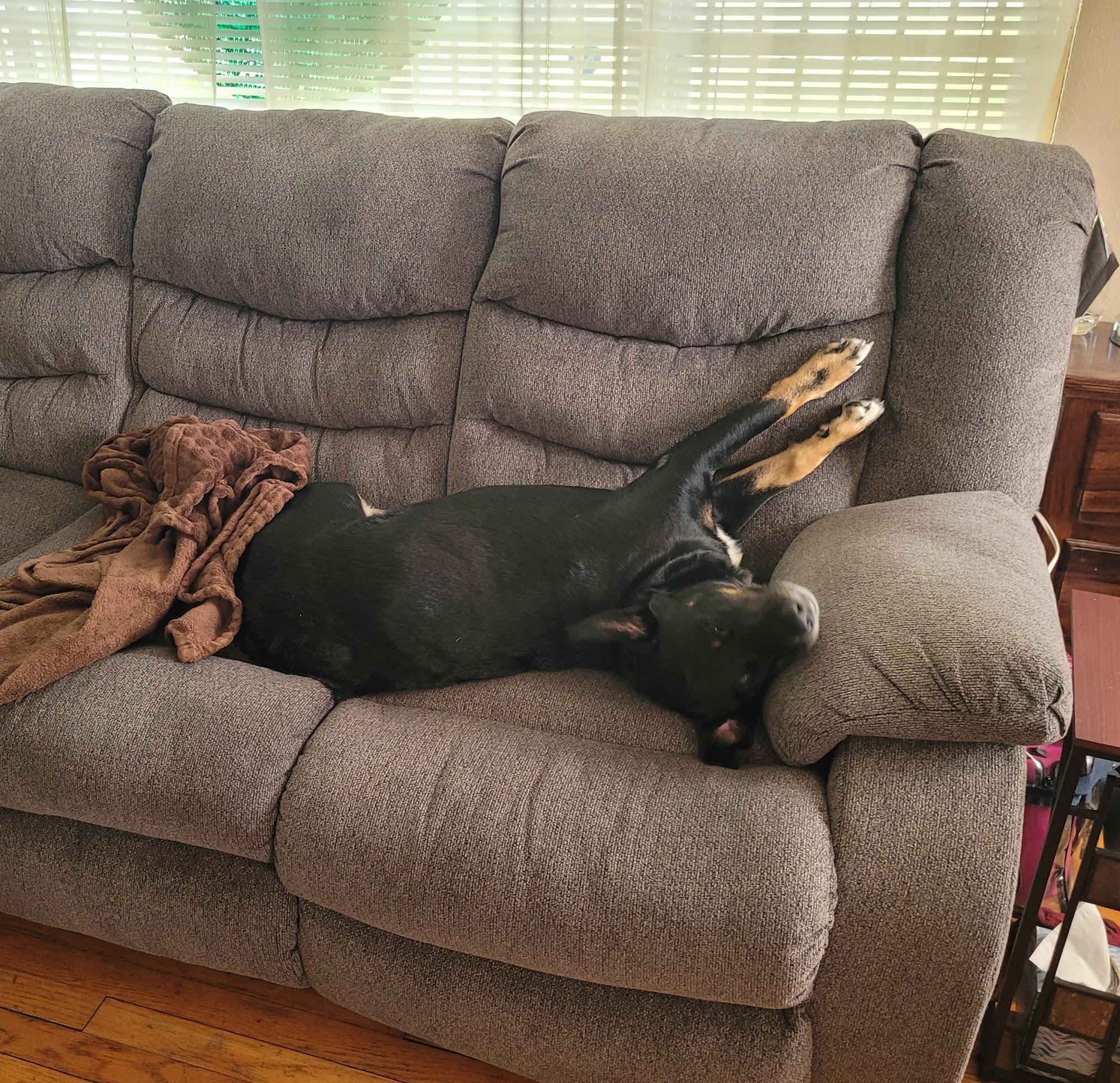 FAIRMONT PET HOSPITAL - Pasadena TX - Hours, Directions, Reviews ...