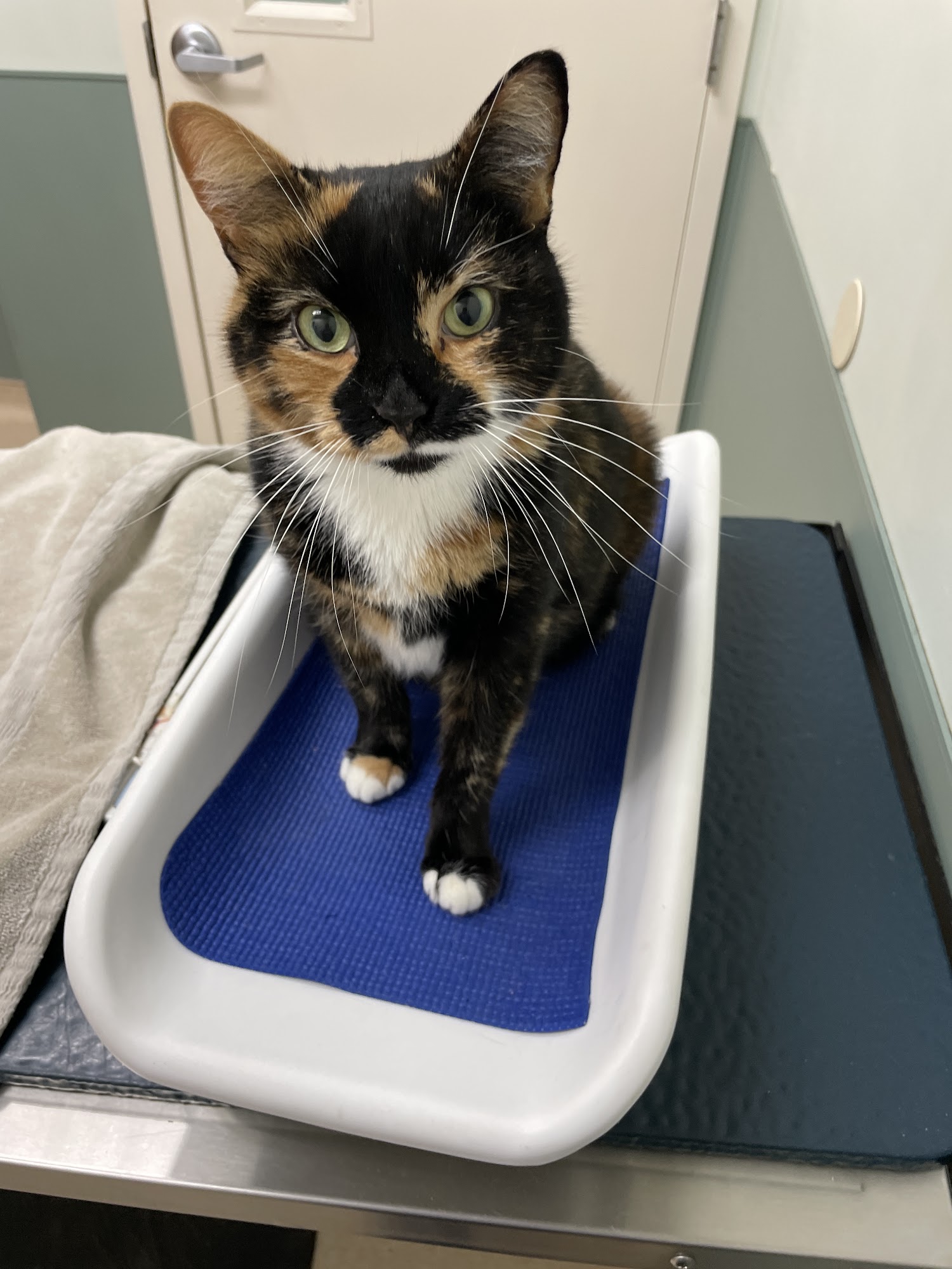 CLOCKTOWER ANIMAL HOSPITAL - Herndon VA - Hours, Directions, Reviews ...