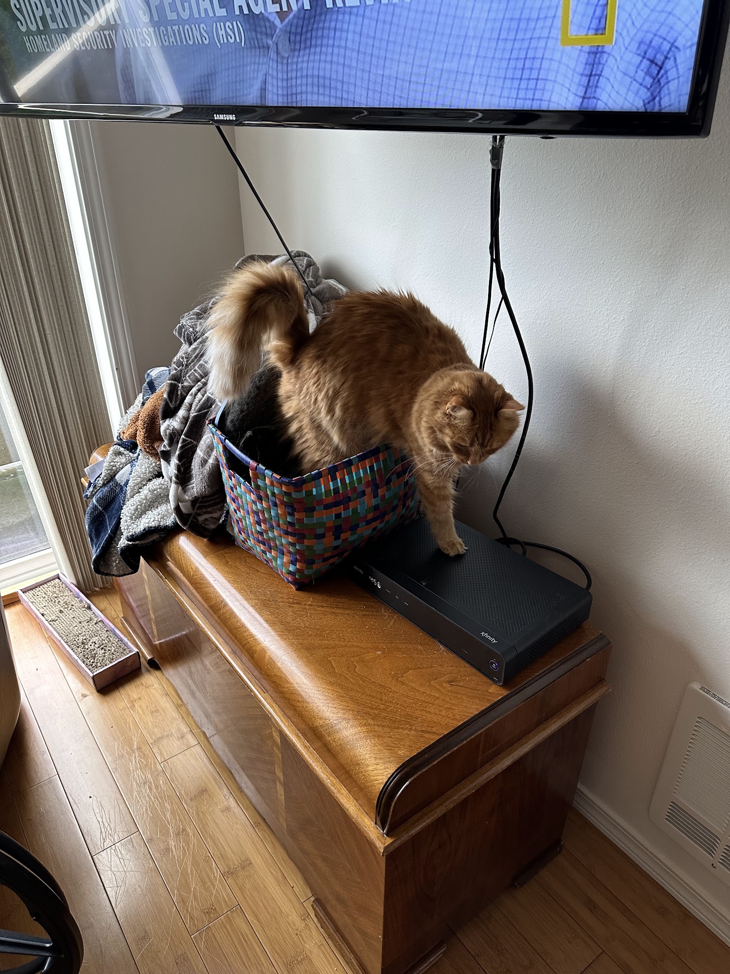 PAWS CAT CITY (PROGRESSIVE ANIMAL WELFARE SOCIETY) - Seattle WA - Hours ...