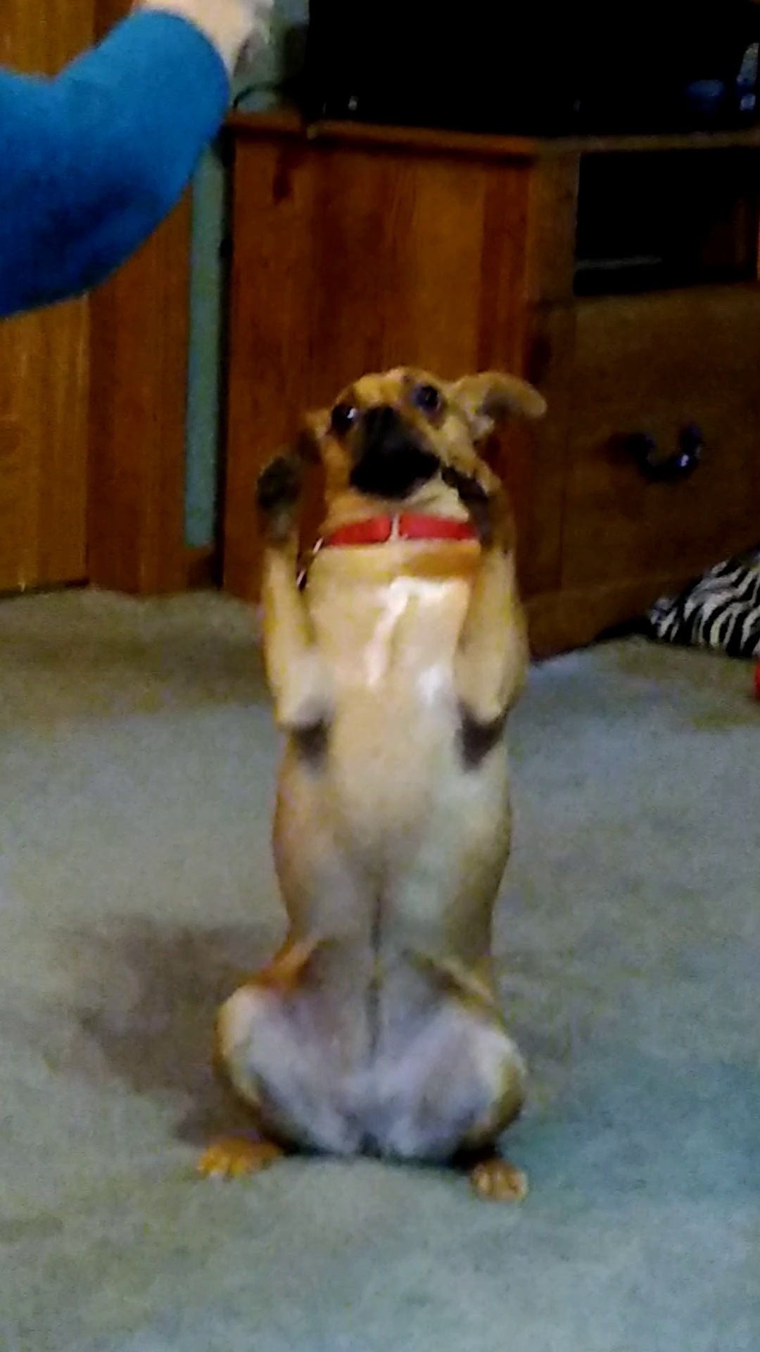 ONEIDA COUNTY HUMANE SOCIETY - Rhinelander WI - Hours, Directions ...